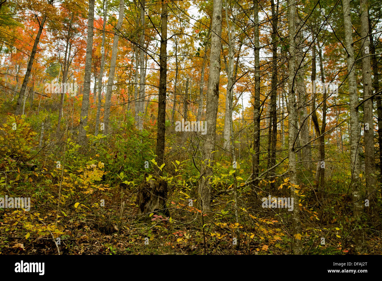 Cherokee National Forest Tn Tennessee High Resolution Stock Photography ...