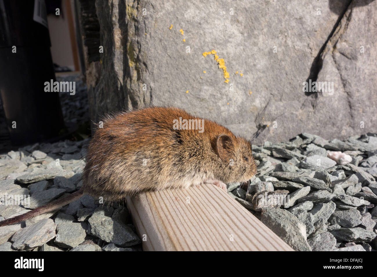 Field vole hi-res stock photography and images - Alamy