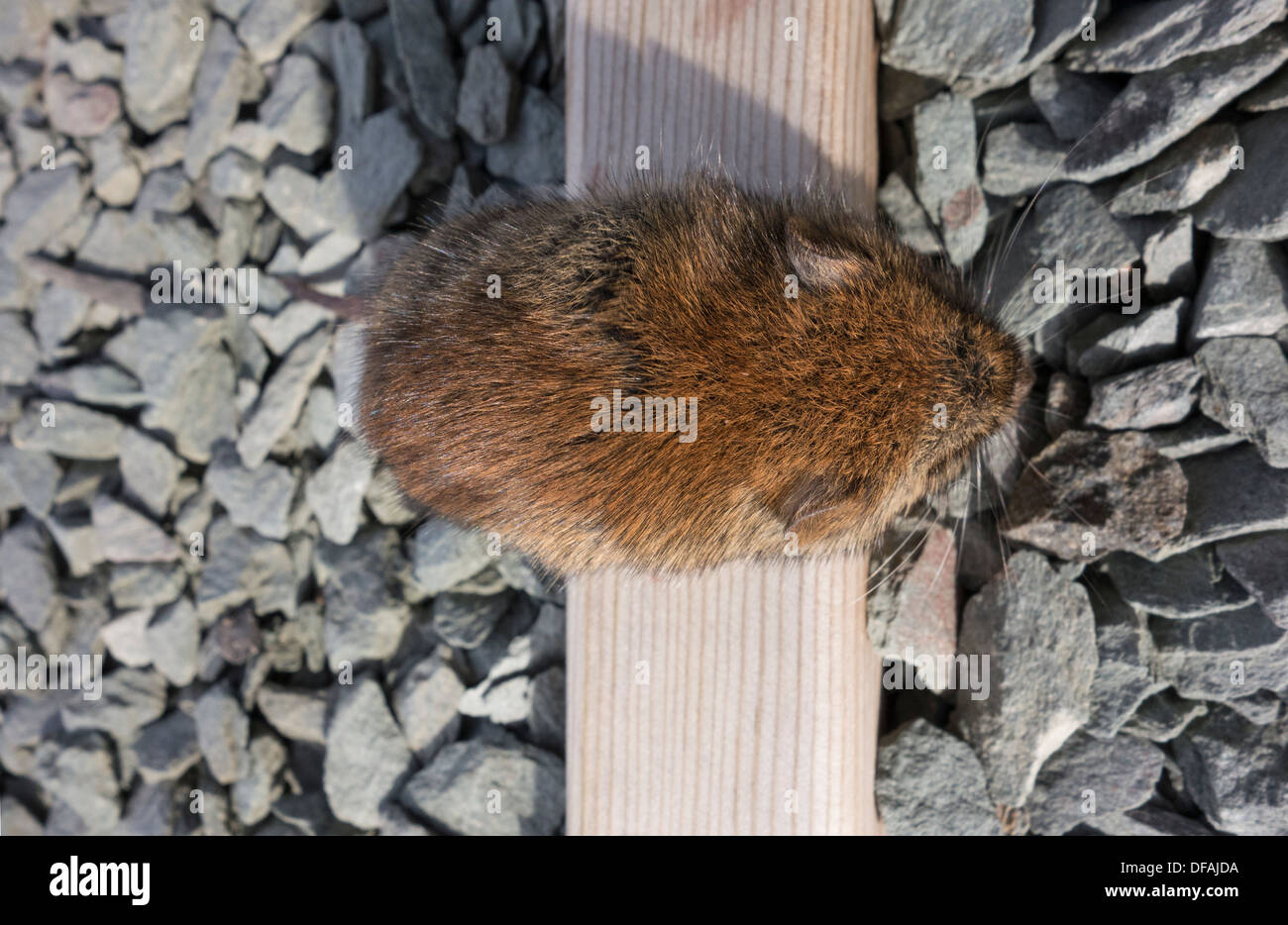 Field vole hi-res stock photography and images - Alamy