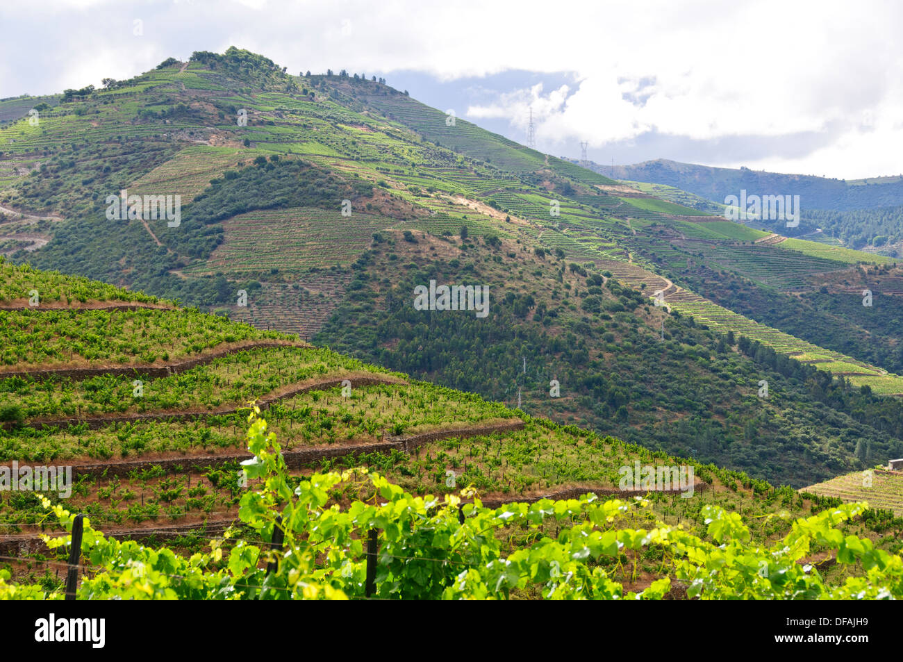 Views of Quinta Nova Vinyards,Estate,River Douro,Vines,Terraces ...