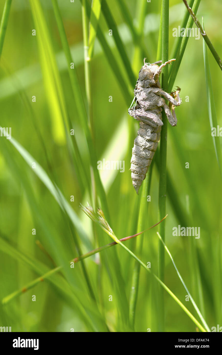 Empty Chrysalis Stock Photos & Empty Chrysalis Stock Images - Alamy