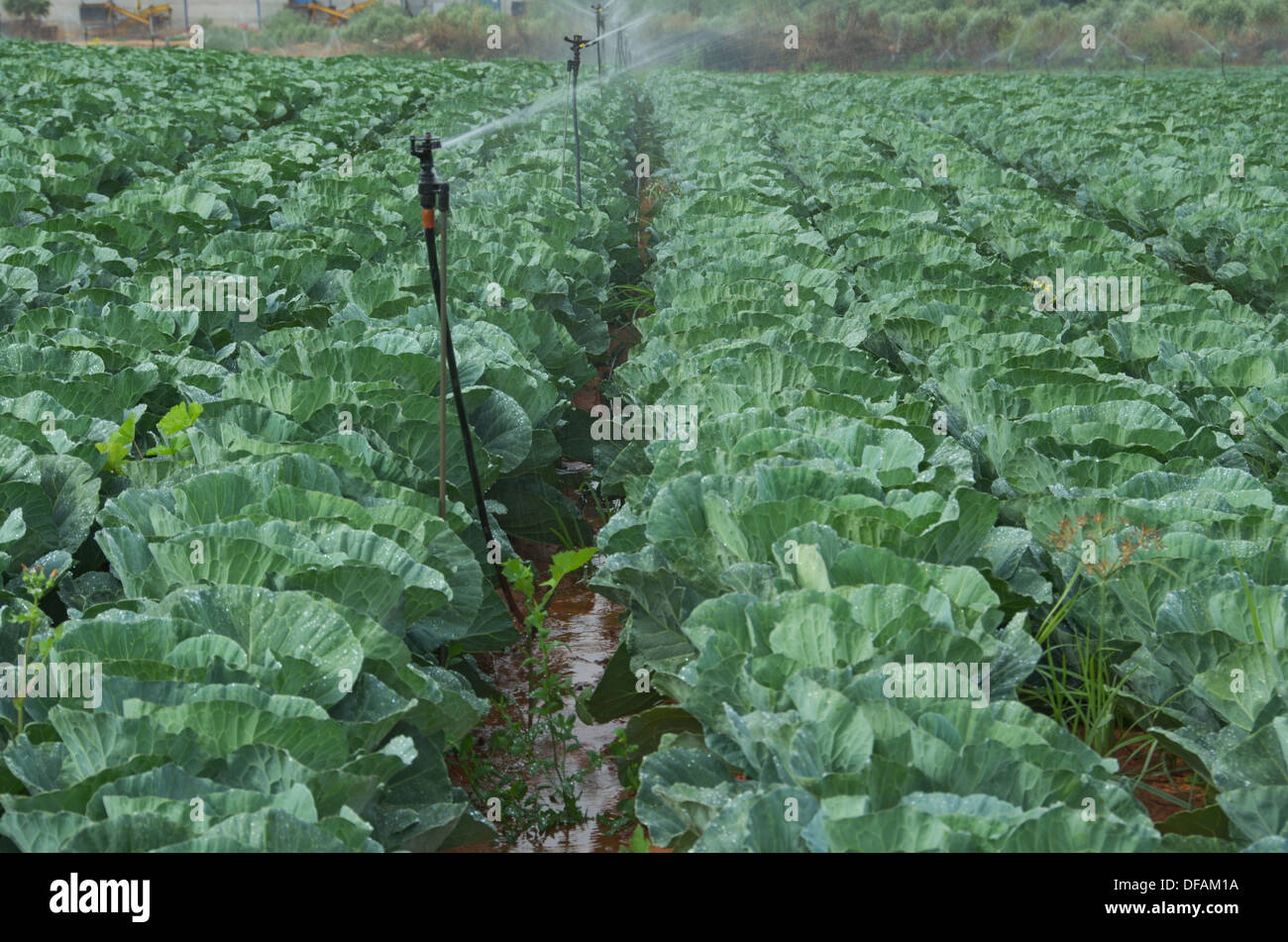 A field of ripe cabbage being irrigated Stock Photo - Alamy