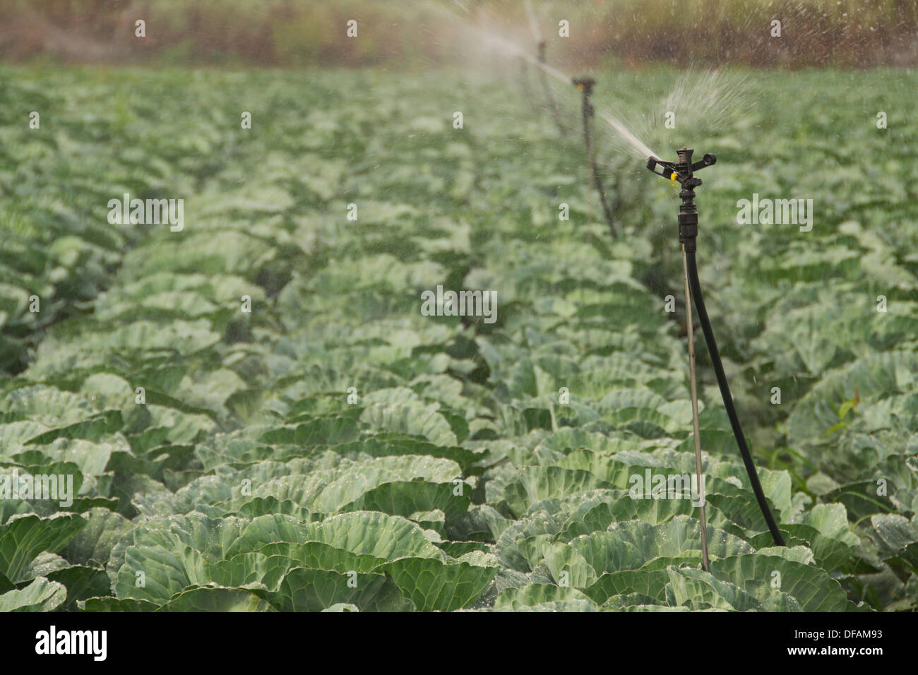 Irrigation Cabbage Field Stock Photos & Irrigation Cabbage Field Stock ...
