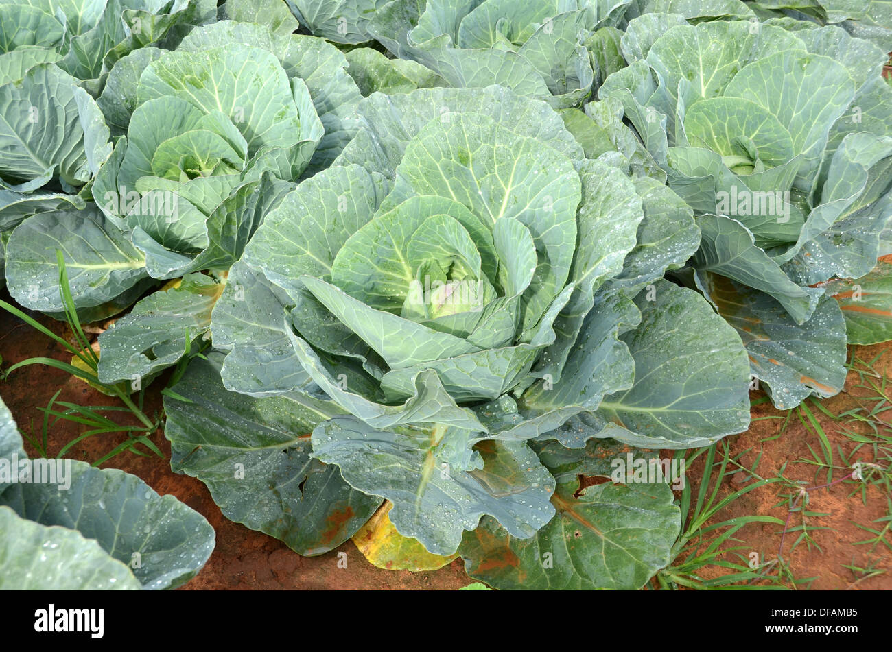Irrigation vegetable cabbage hi-res stock photography and images - Alamy