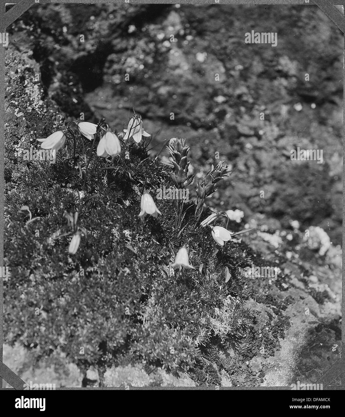 Wildflower cultivation Black and White Stock Photos & Images - Alamy