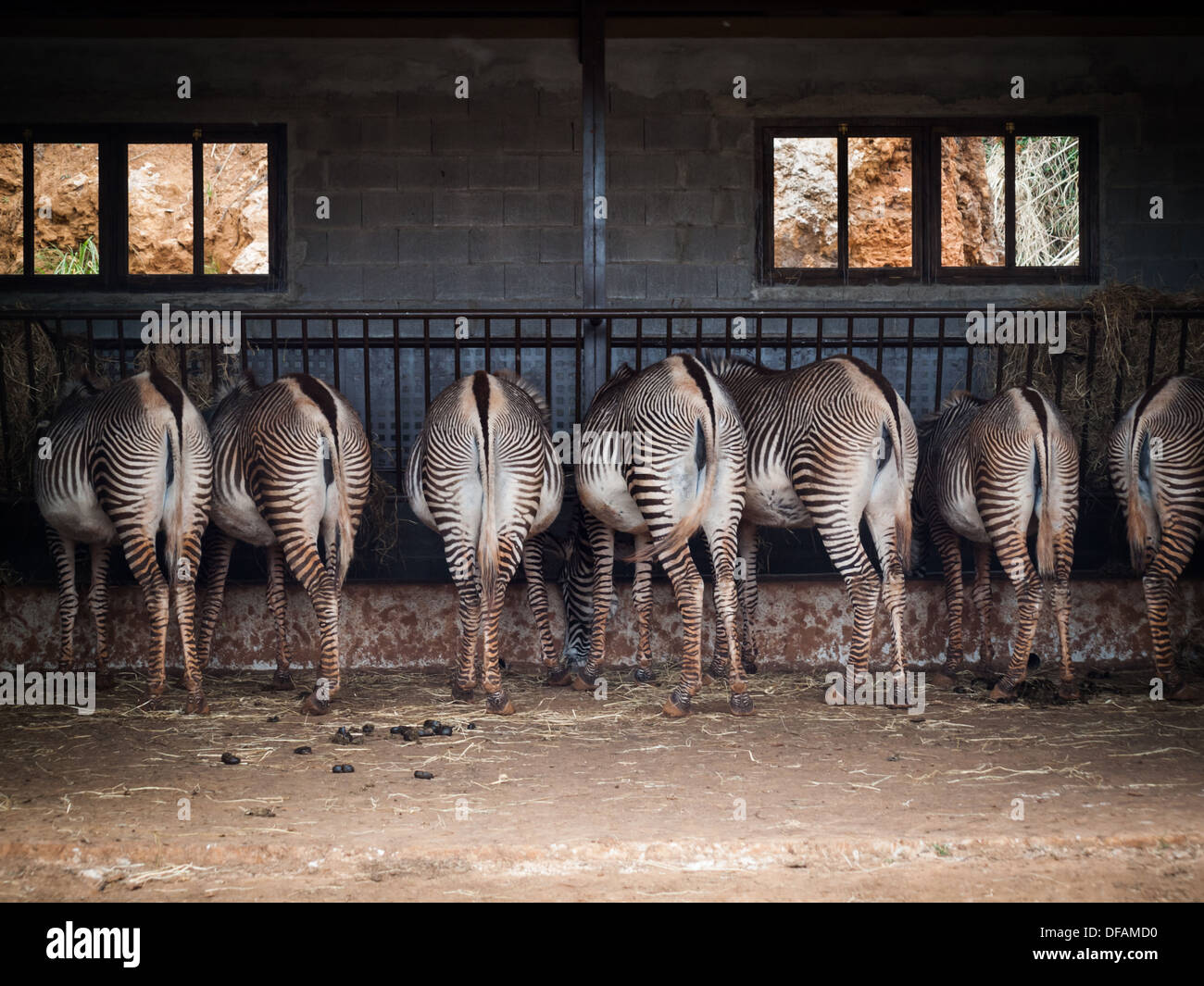 Zebras in a stable showing their hindquarters while eating Stock Photo ...