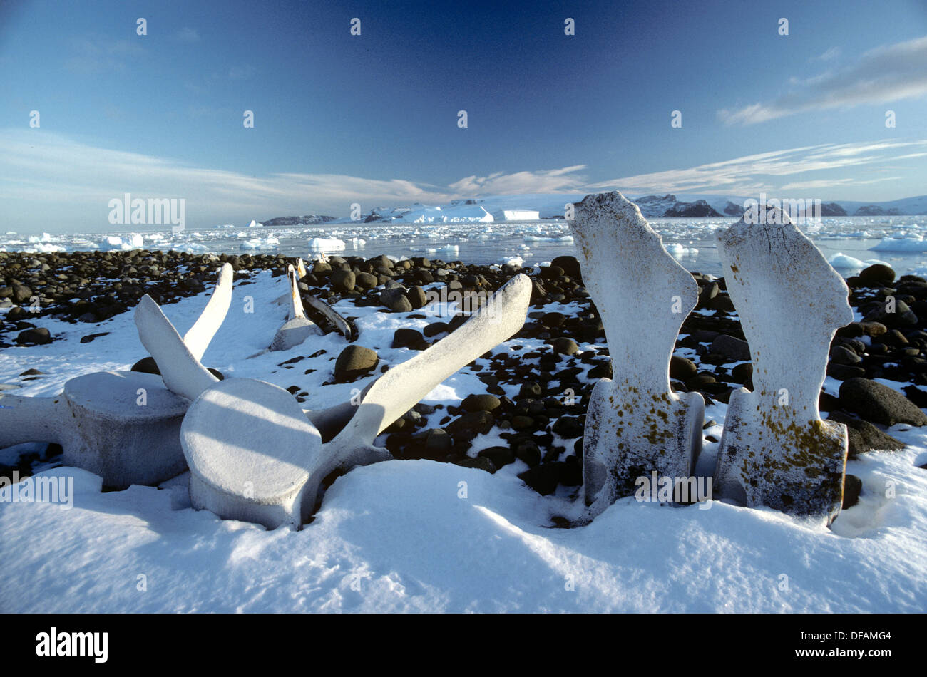 Whaling whalebone hi-res stock photography and images - Alamy