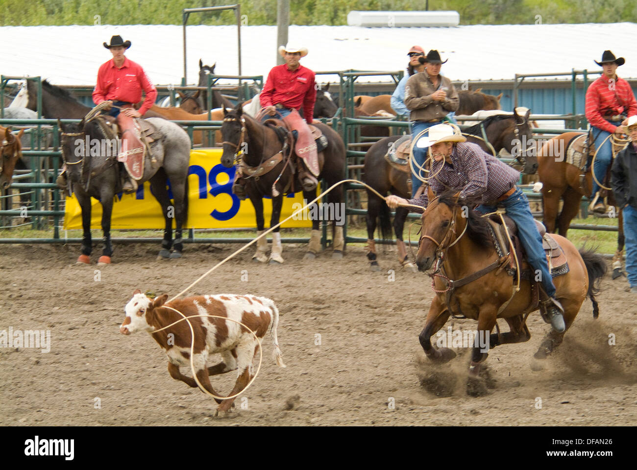 Horse pincher hi-res stock photography and images - Alamy