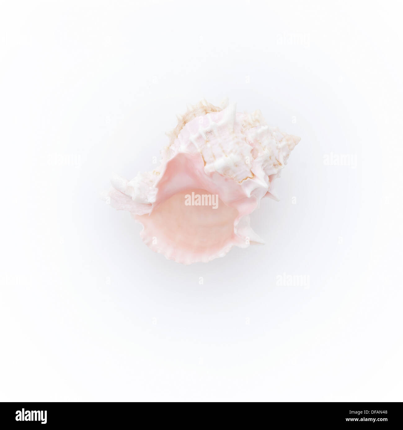 Rose Murex shell on a white background Stock Photo - Alamy
