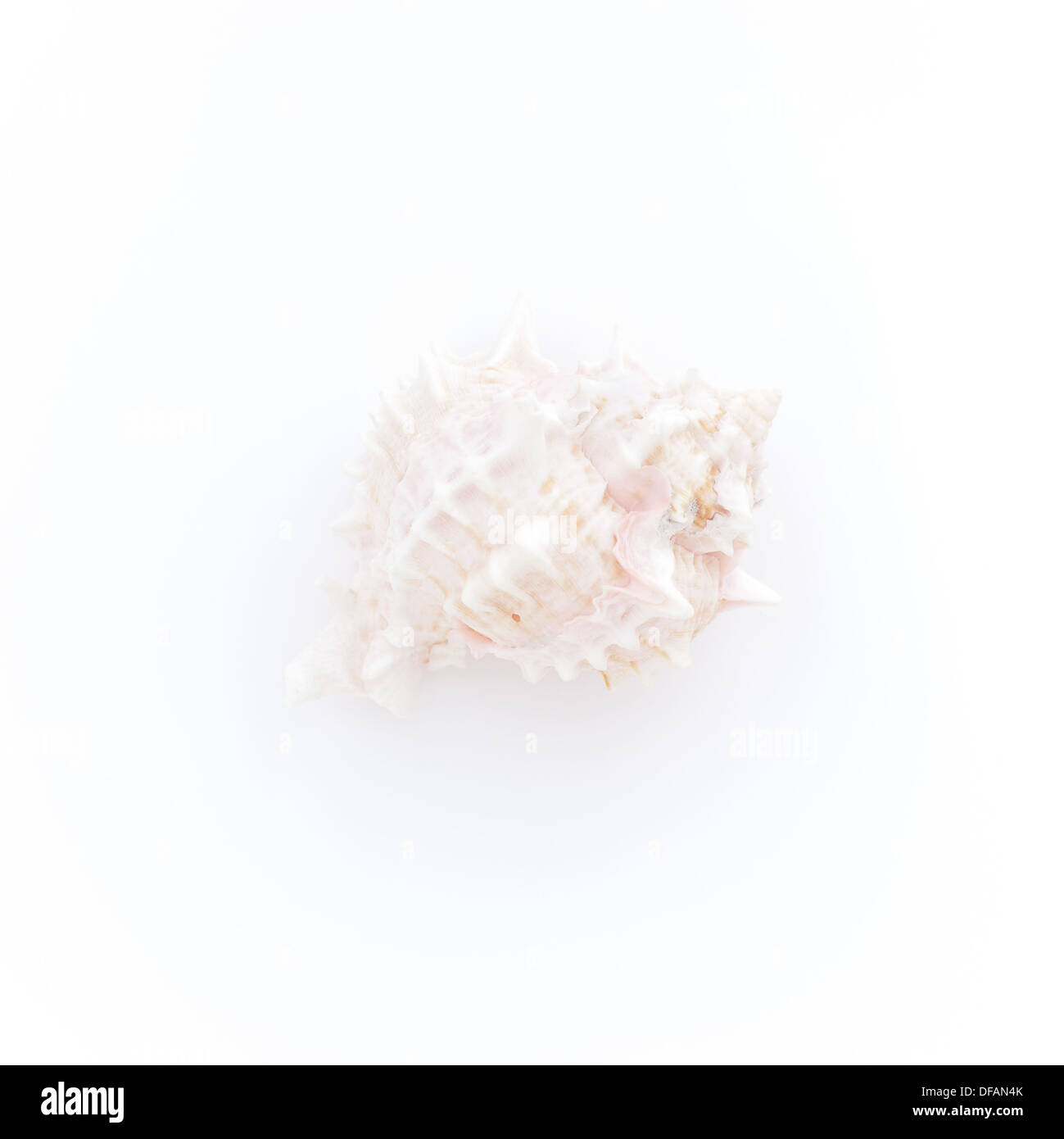 Rose Murex Shell on a white background Stock Photo - Alamy