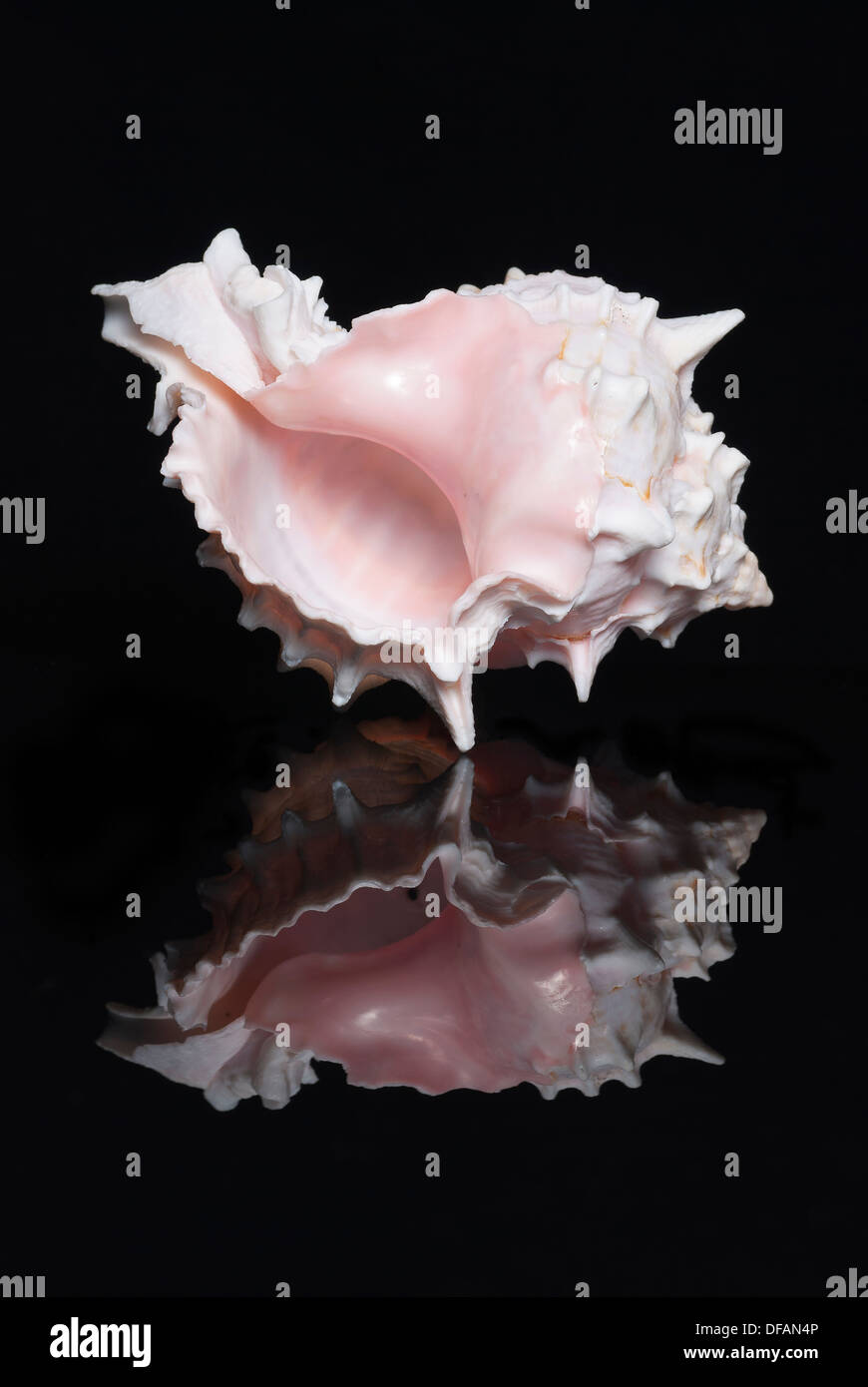 Murex hi-res stock photography and images - Alamy