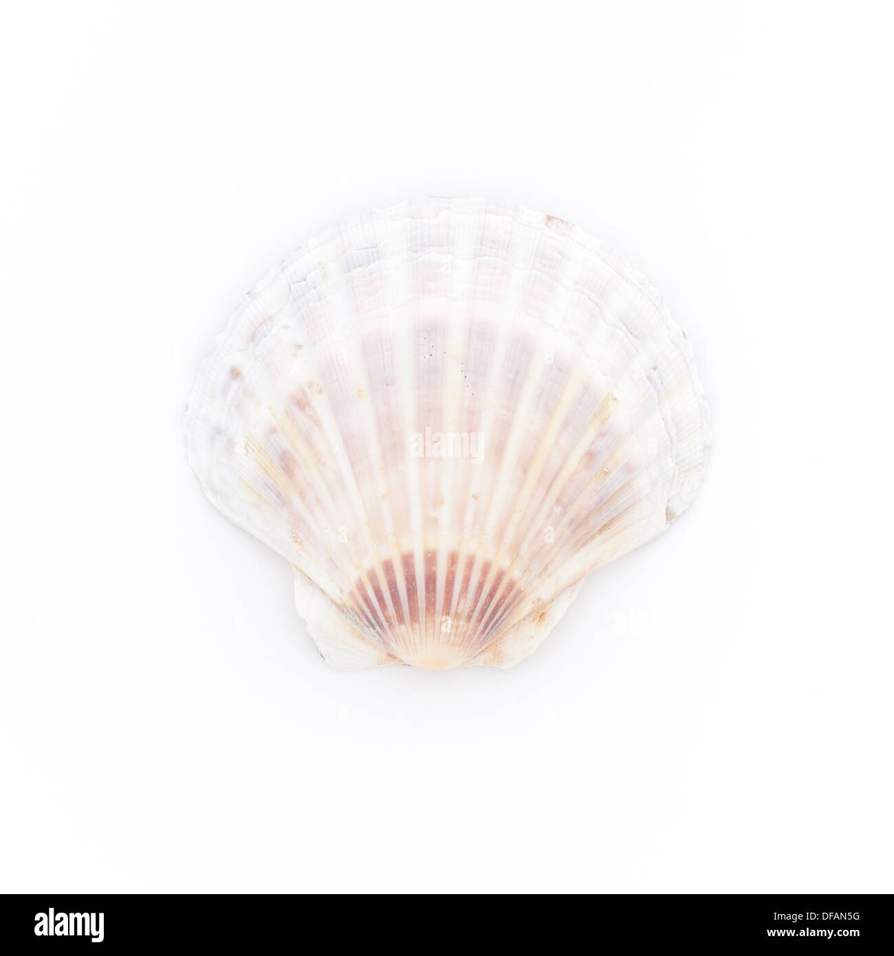 Scallop seashell hi-res stock photography and images - Alamy
