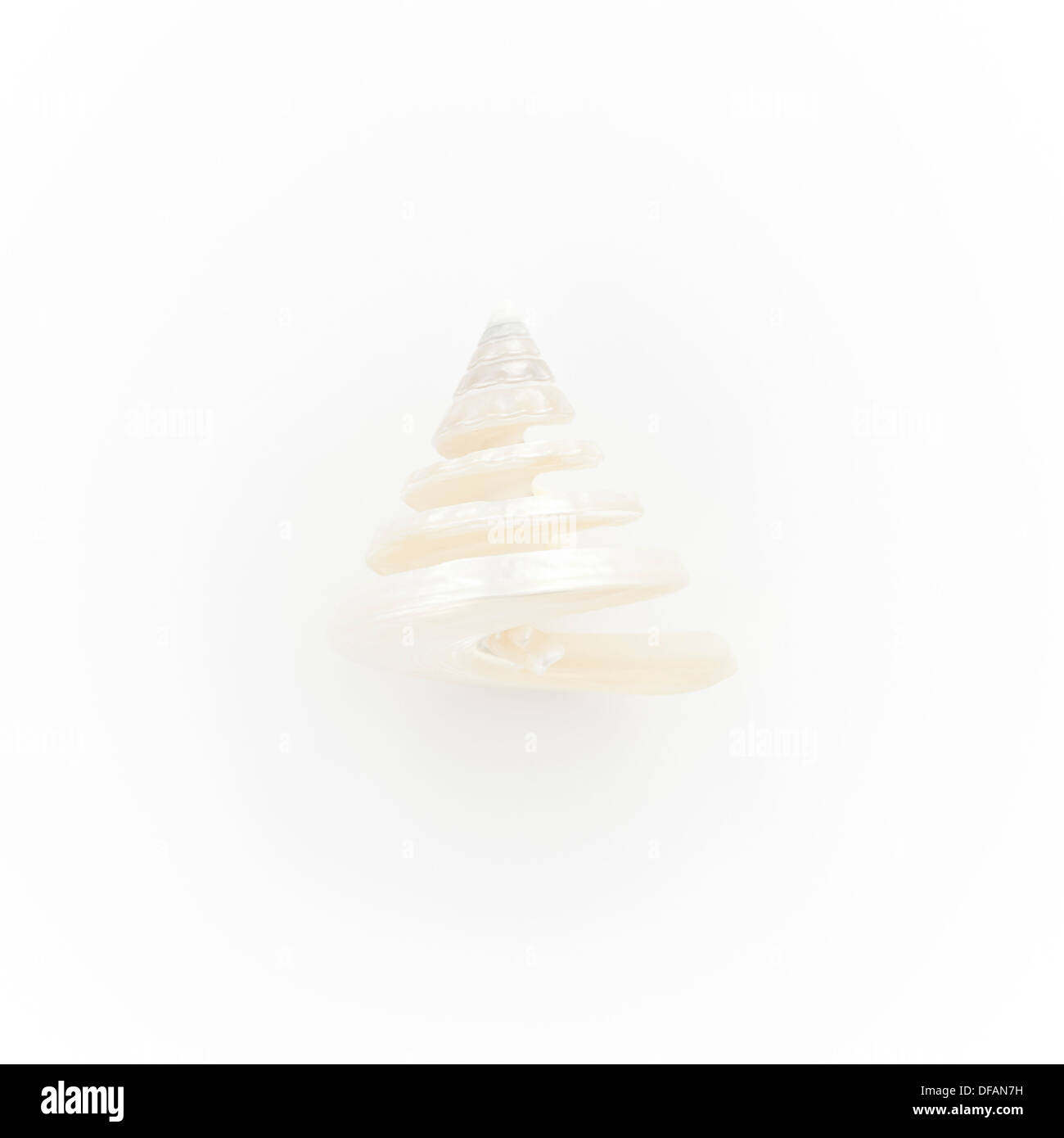 Carved Trocha shell on a white background Stock Photo - Alamy