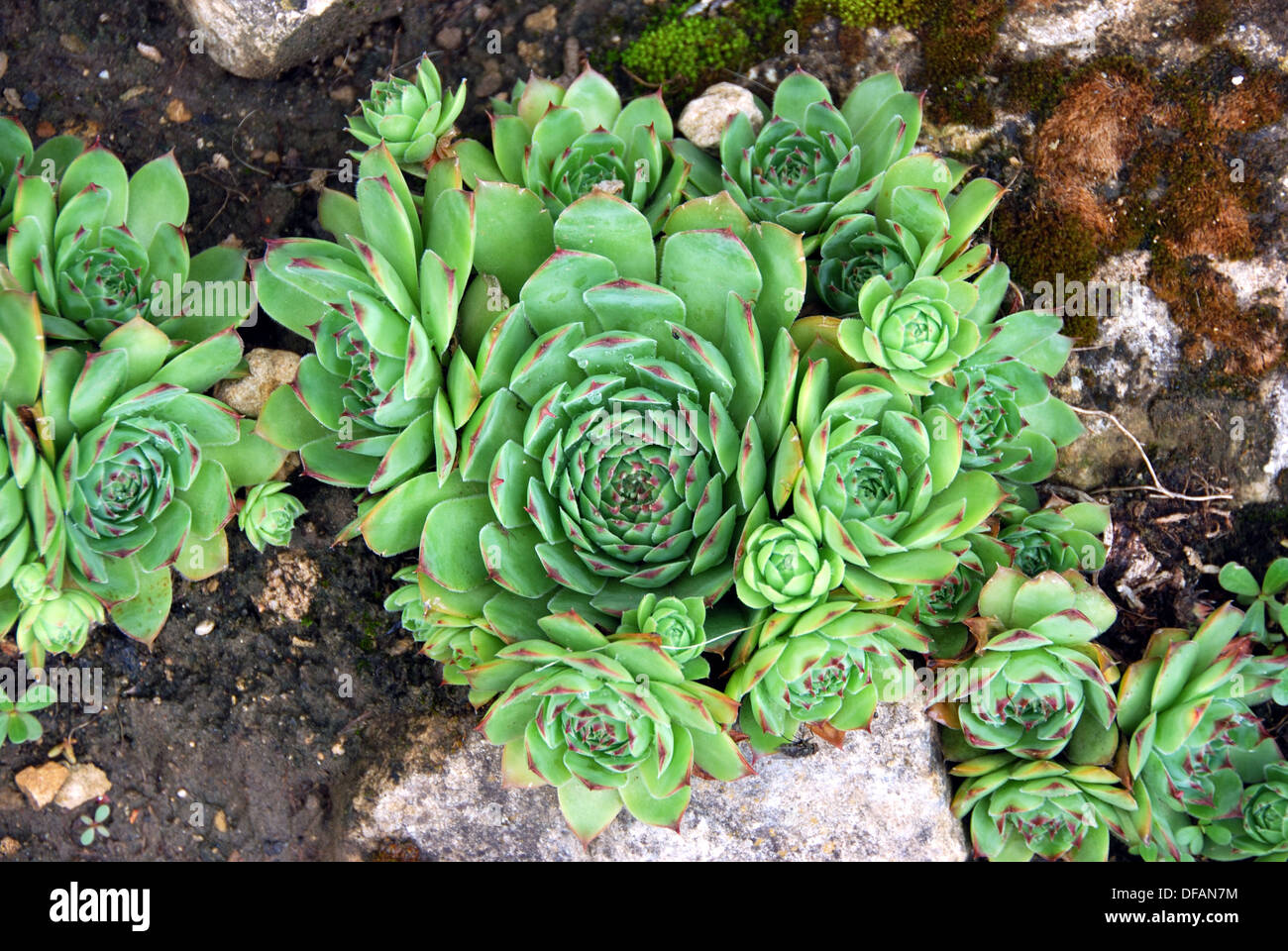 Common roof house leek hi-res stock photography and images - Alamy