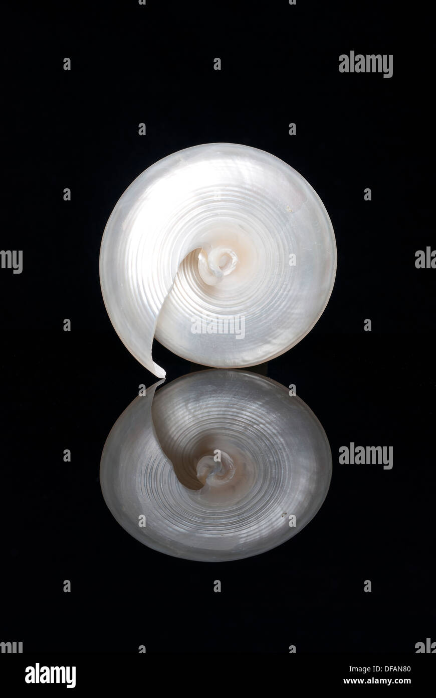 Trocha shell and reflection on a black background Stock Photo - Alamy