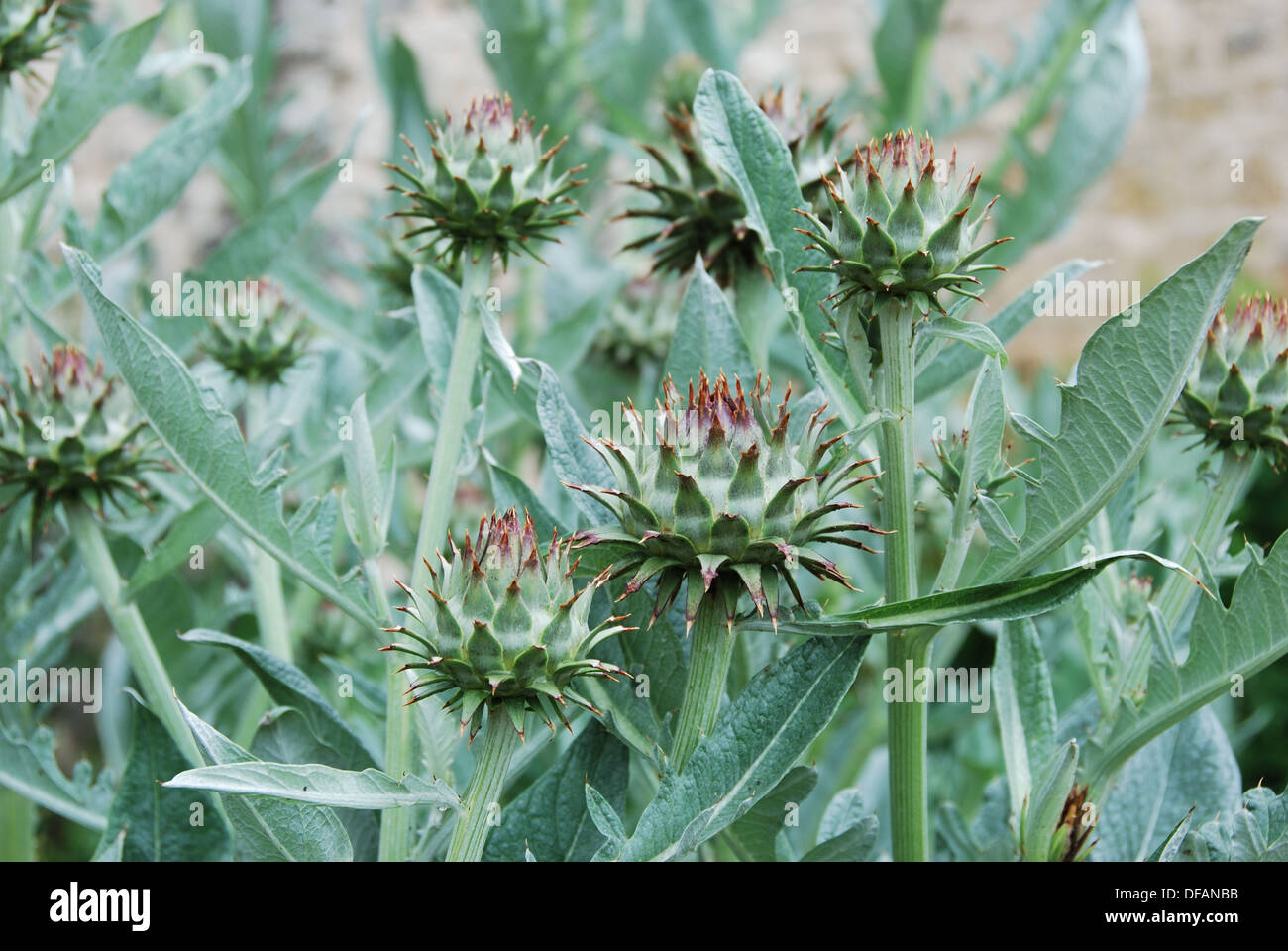 Medieval kitchen garden hi-res stock photography and images - Alamy