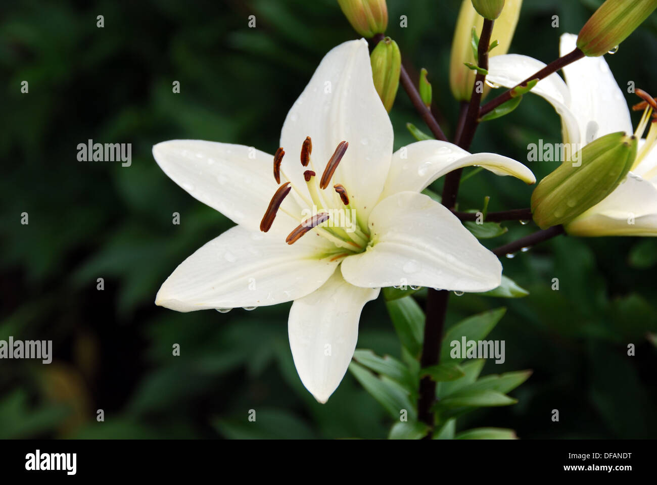 Madonna lily lilium candidum hi-res stock photography and images - Alamy