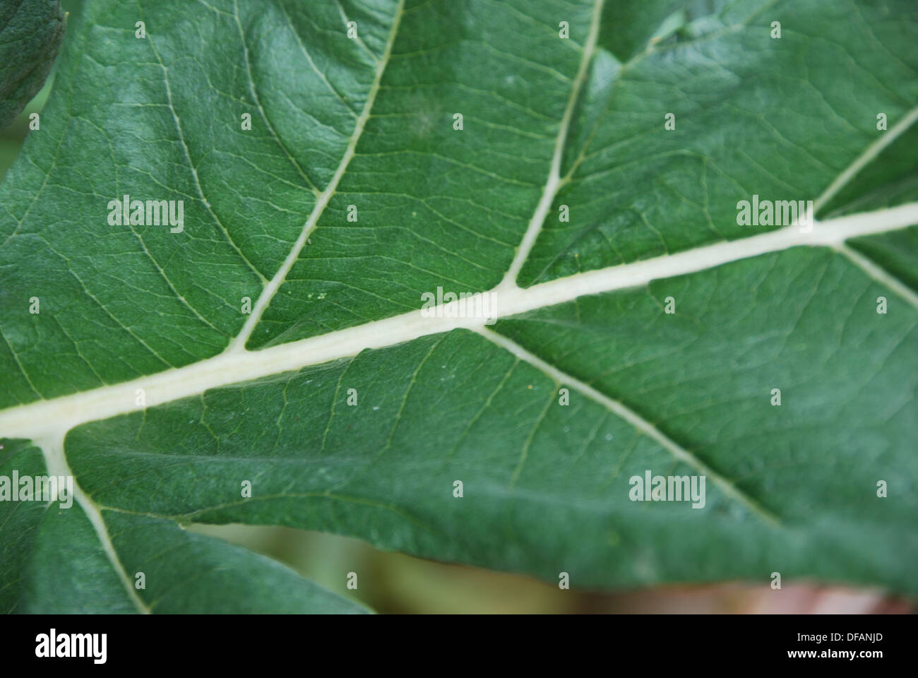Cardoon leaf white veins hi-res stock photography and images - Alamy