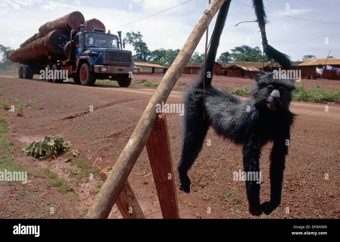 Bushmeat for sale africa hi-res stock photography and images - Alamy