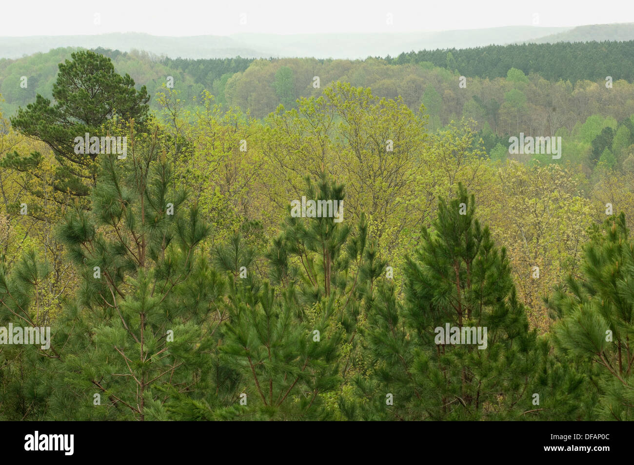 Freedom Hills spring forest, from the Natchez Trace in Alabama. Digital ...