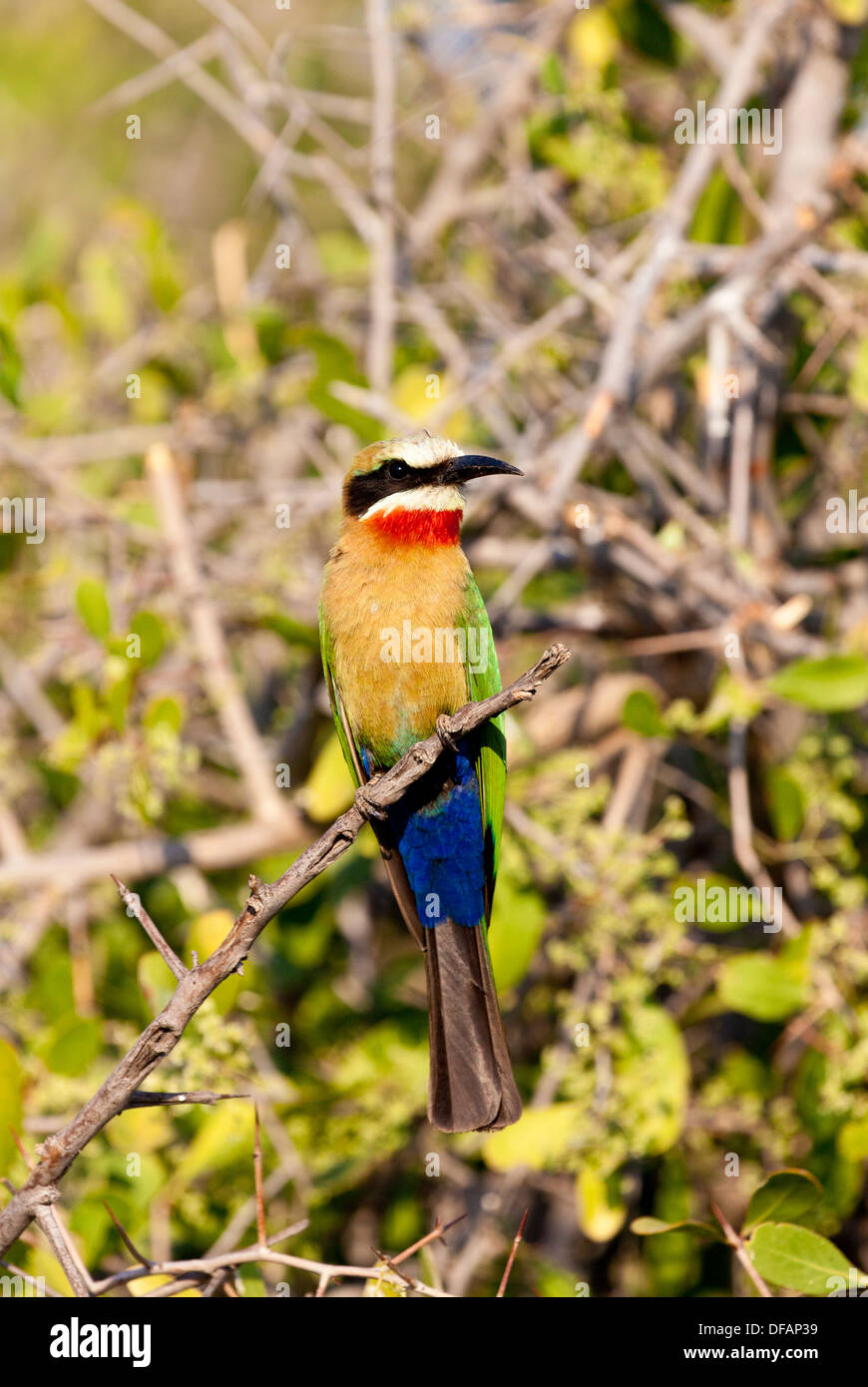 Birds of chobe national park hi-res stock photography and images - Alamy