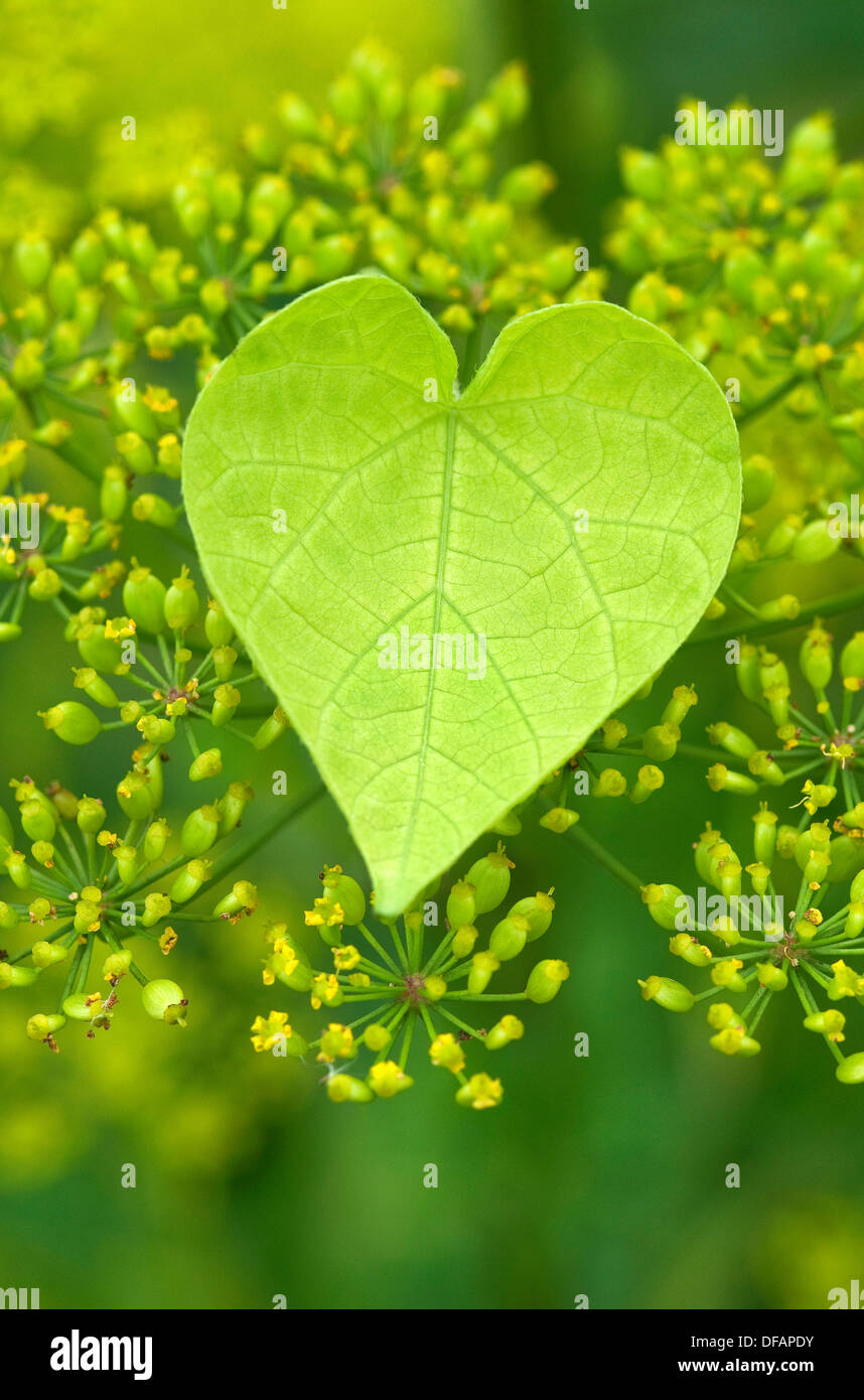 Heart shaped garden hi-res stock photography and images - Alamy