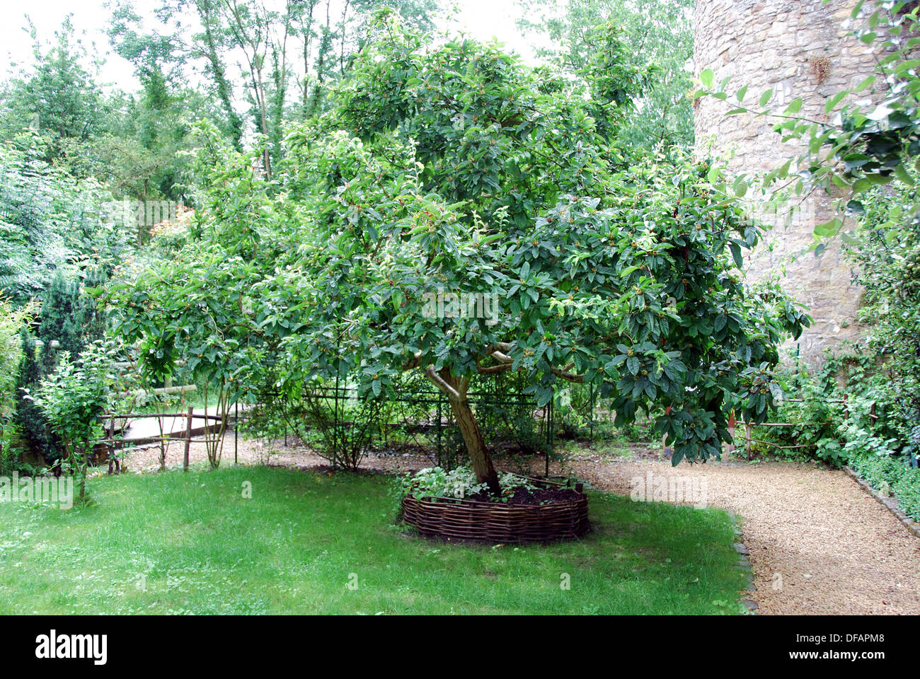 Medlar tree medieval hi-res stock photography and images - Alamy