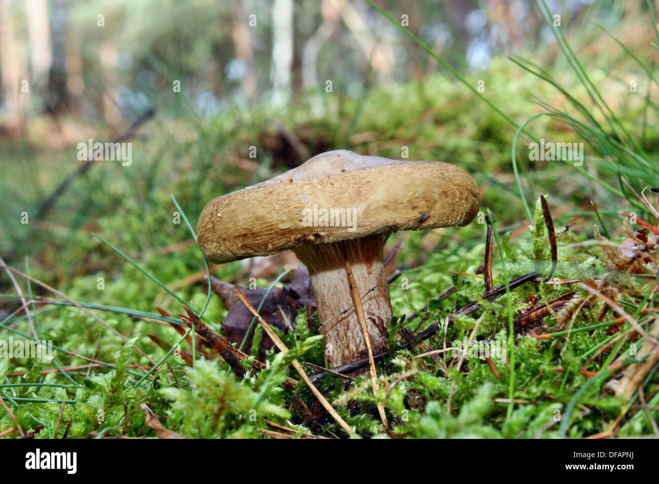 Toxic mushroom paxillus involutus in the forest Stock Photo - Alamy