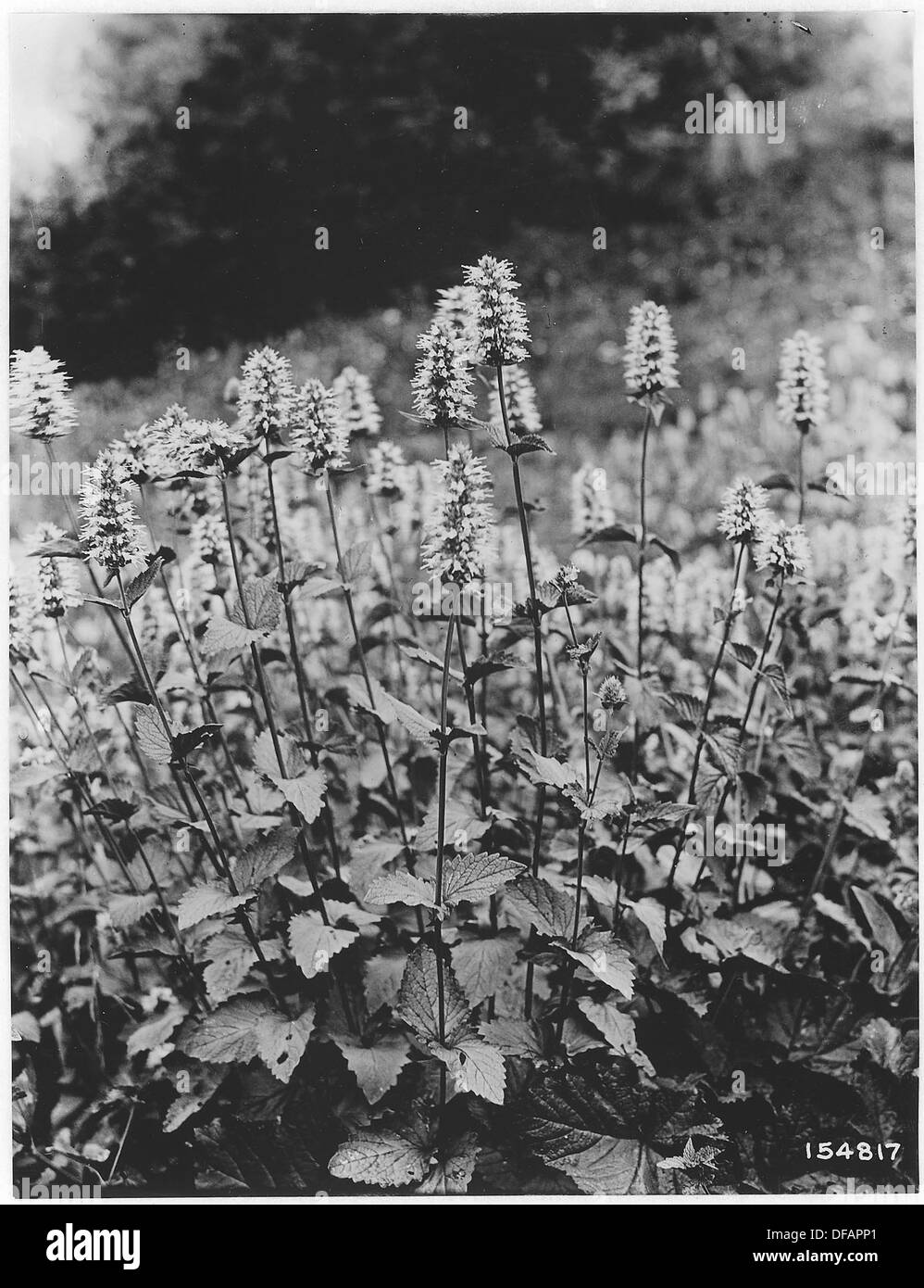 This image features Agastache occidentalis, a flowering plant native to ...