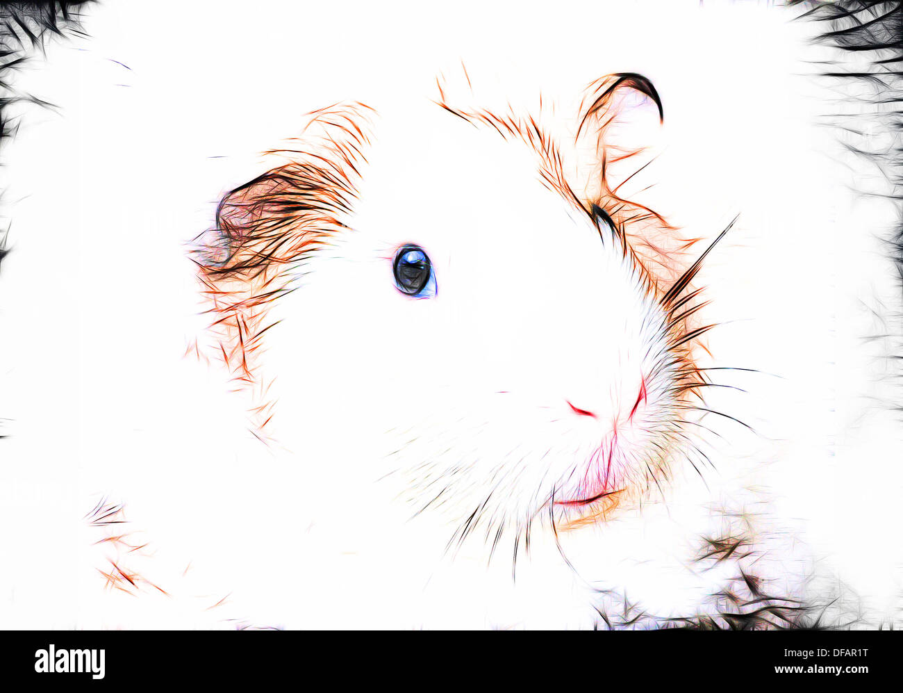 White guinea pig Stock Photo - Alamy