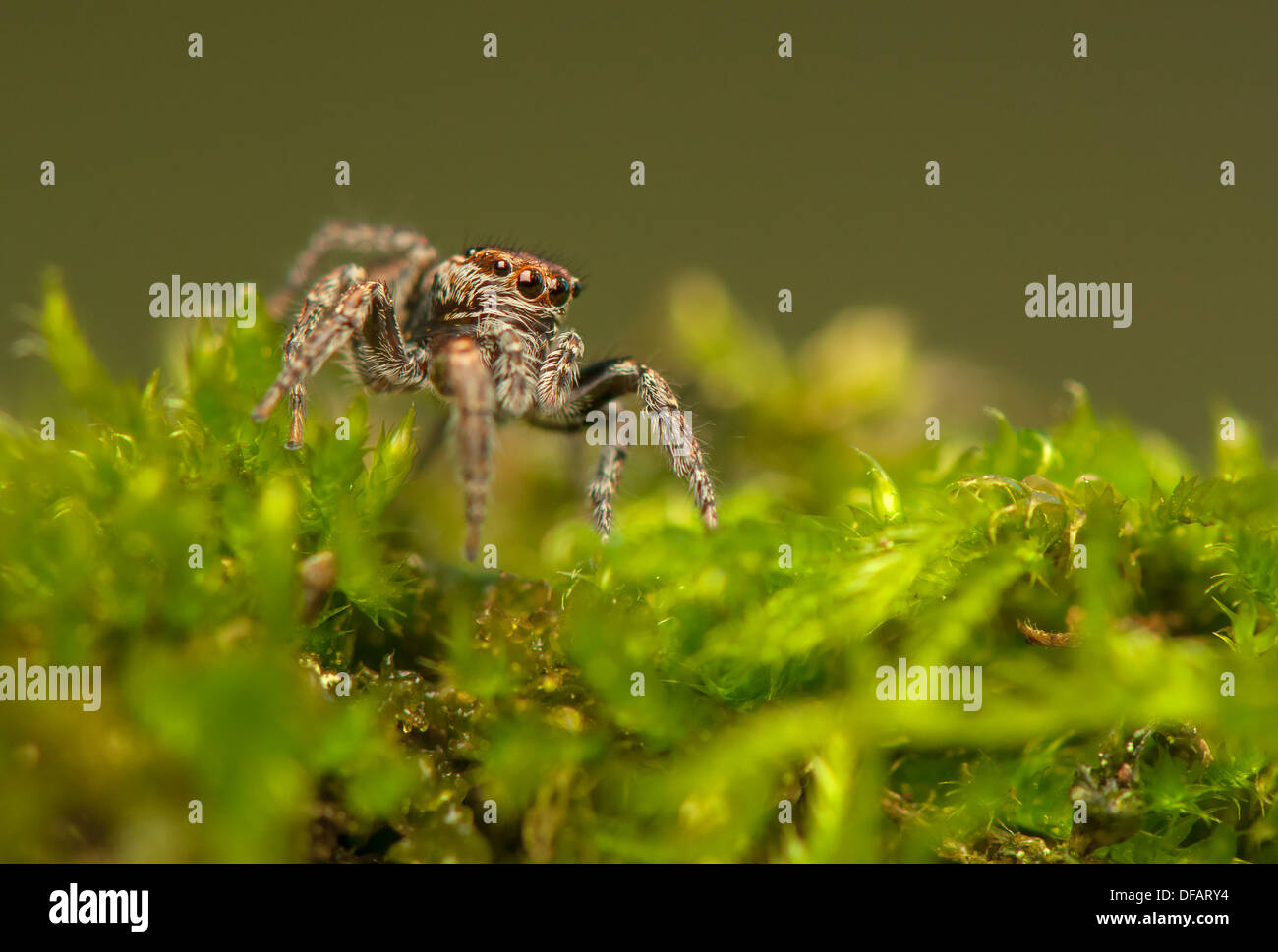 Evarcha Falcata, High Resolution Stock Photography and Images - Alamy