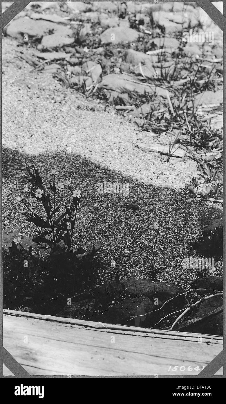 Arabis Drommondi( 5E) 299030 Stock Photo - Alamy