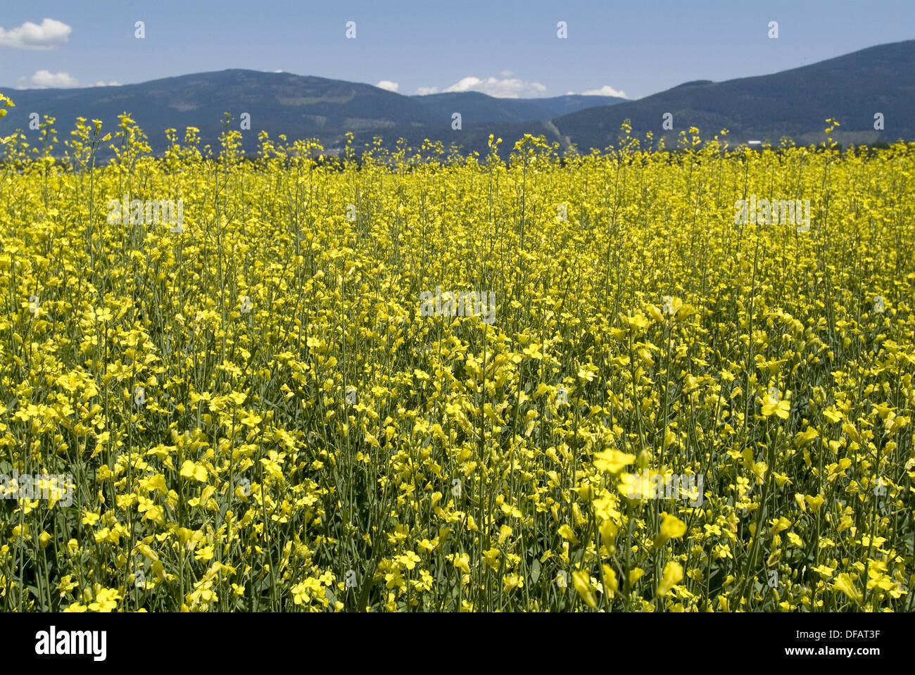 British canola hi-res stock photography and images - Alamy