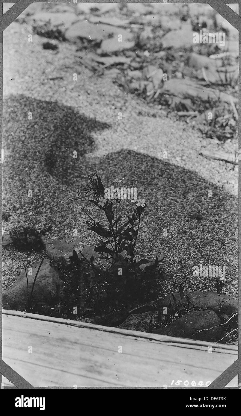 Rocky habitats plant Black and White Stock Photos & Images - Alamy