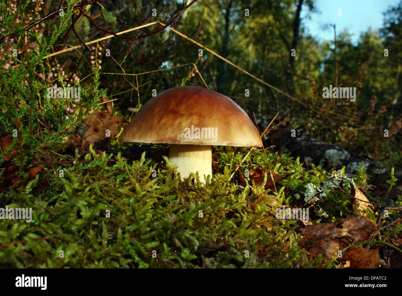 Mushroom boletus edulis in the forest Stock Photo - Alamy