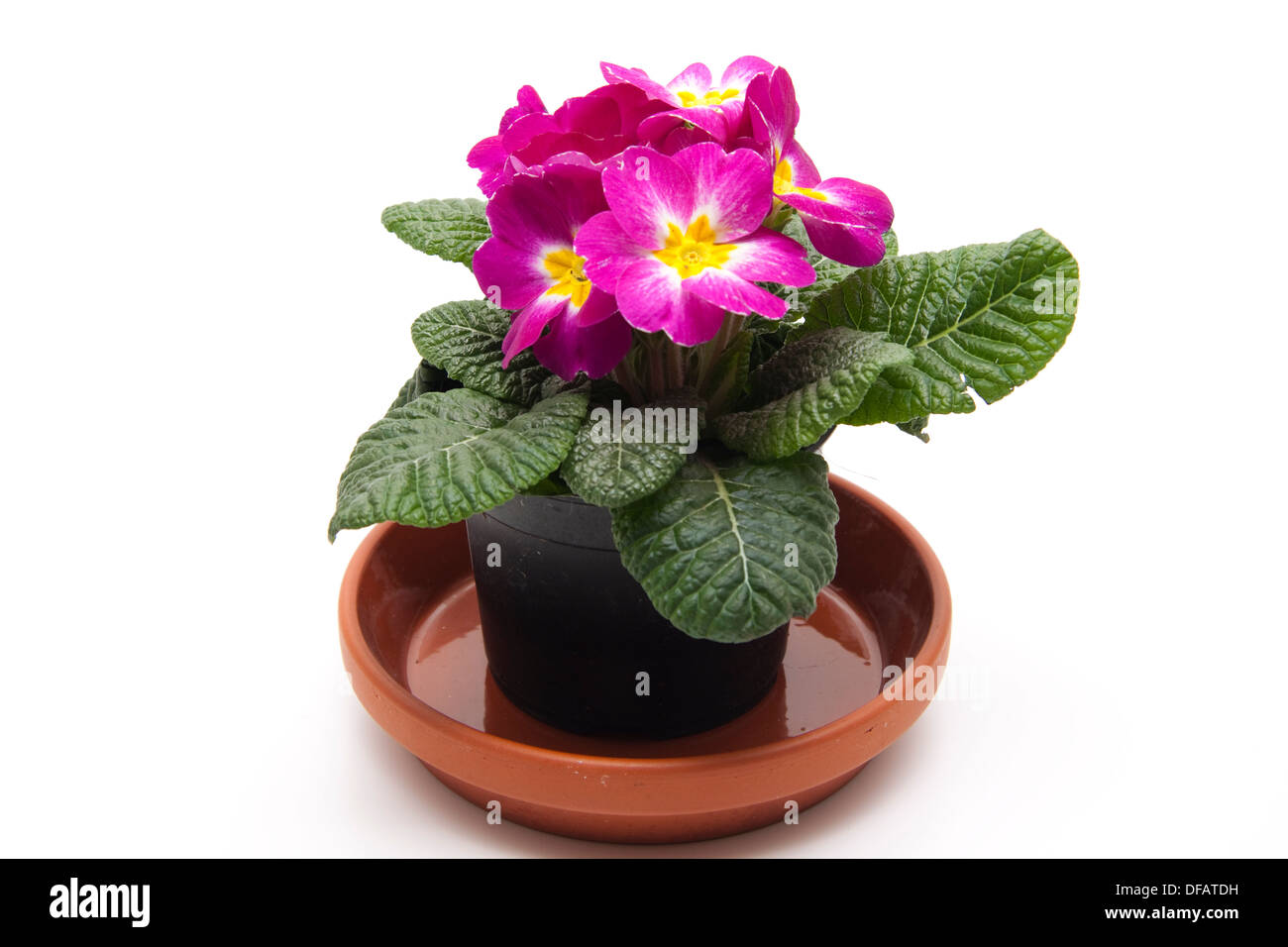 Primrose in the pot Stock Photo - Alamy