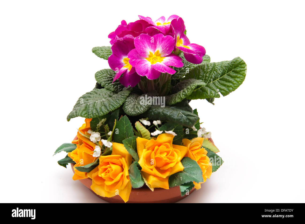 Primrose and rose flower arrangement Stock Photo - Alamy