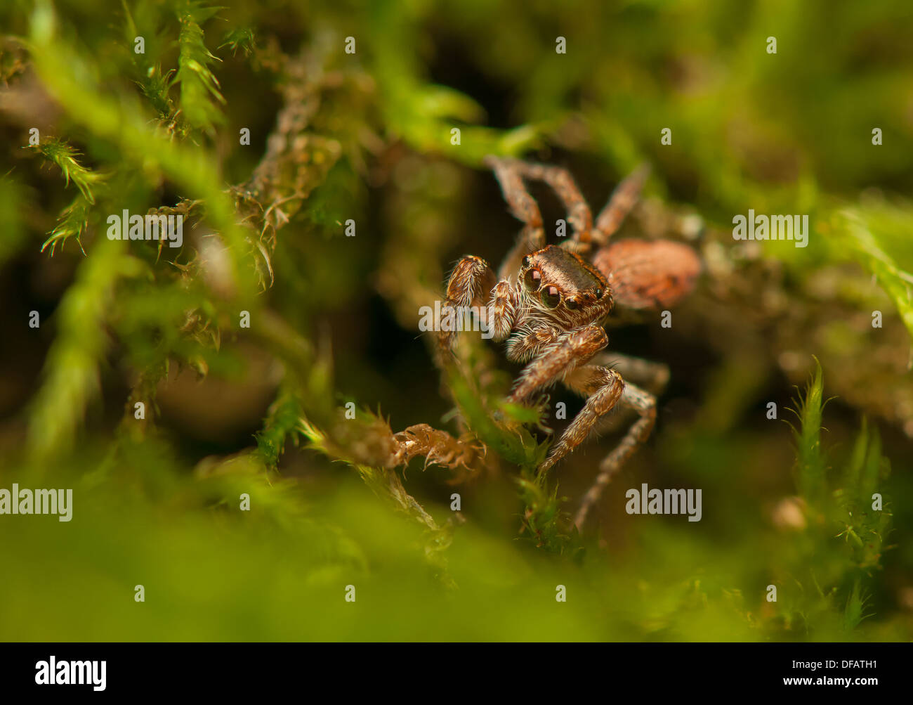 Evarcha - Jumping spider Stock Photo - Alamy