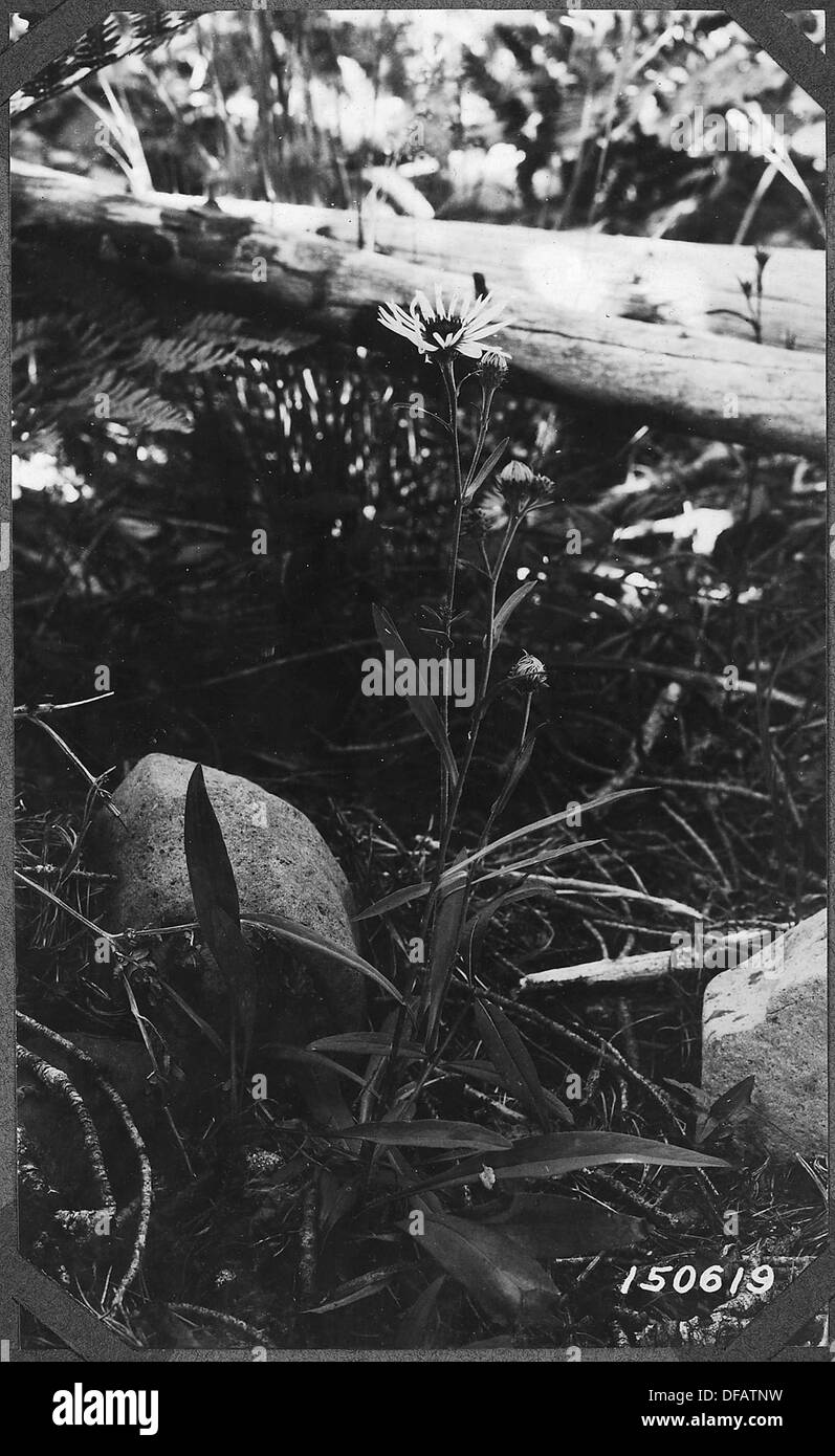 White late summer flowers Black and White Stock Photos & Images - Alamy
