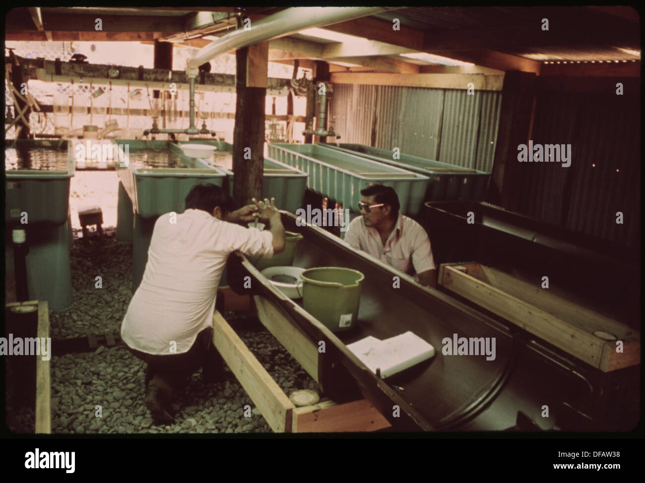 Merwin Wright and Ralph O'Neil examine fish at the CUI-UI Hatchery near ...