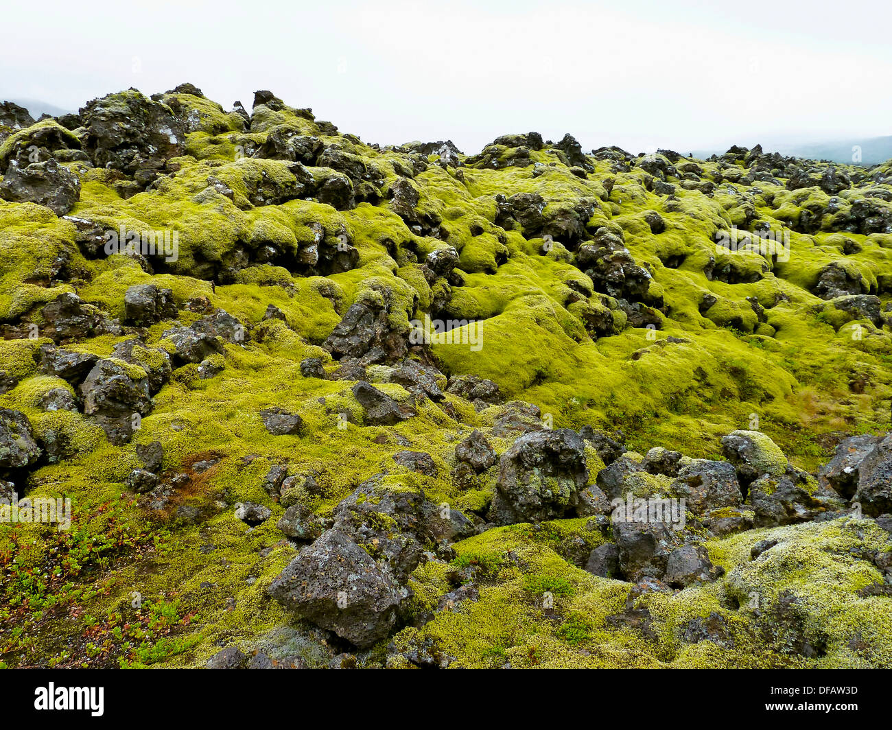 Lava fields with moss Iceland Stock Photo - Alamy
