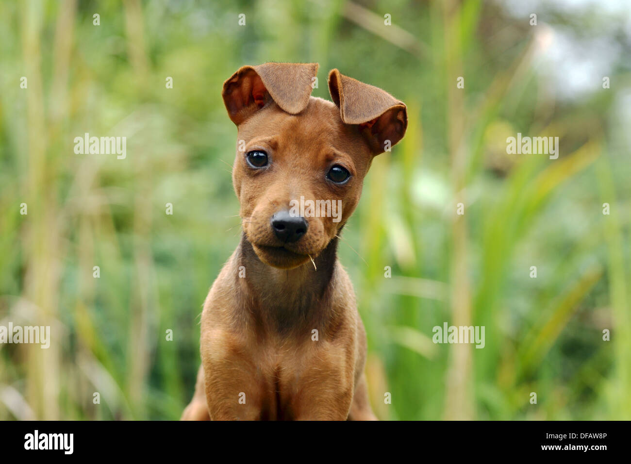 Small wild dog hi-res stock photography and images - Alamy
