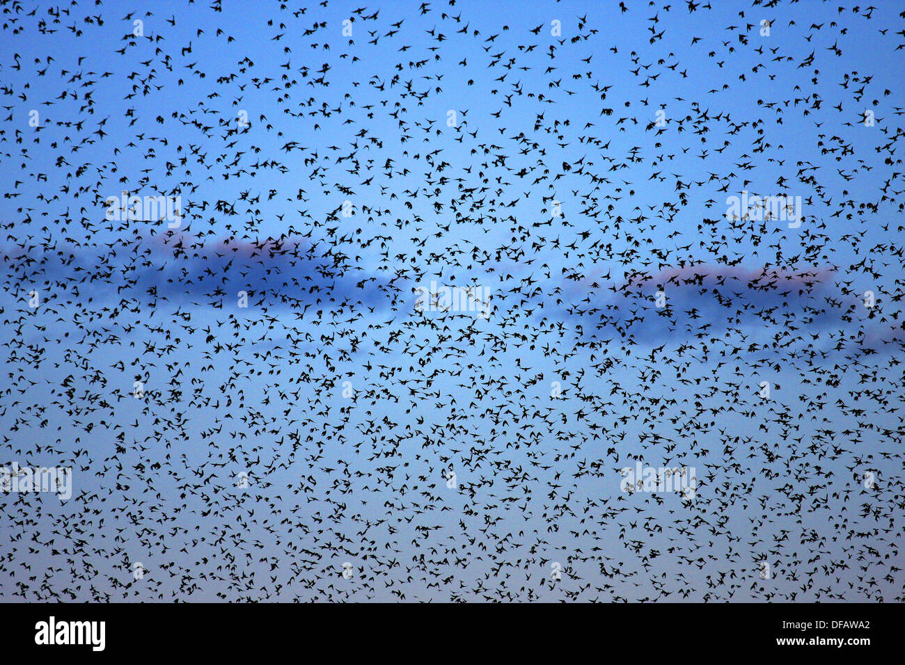 Ham wall starlings somerset hi-res stock photography and images - Alamy