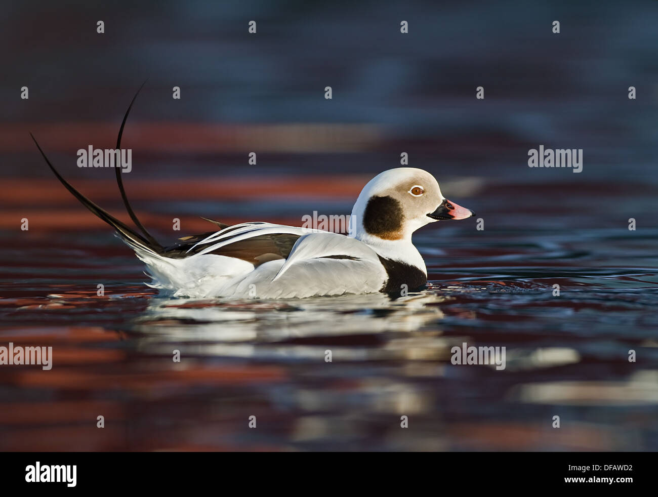 Long-tailed Duck Male winter plumage swimming in harbour Stock Photo ...