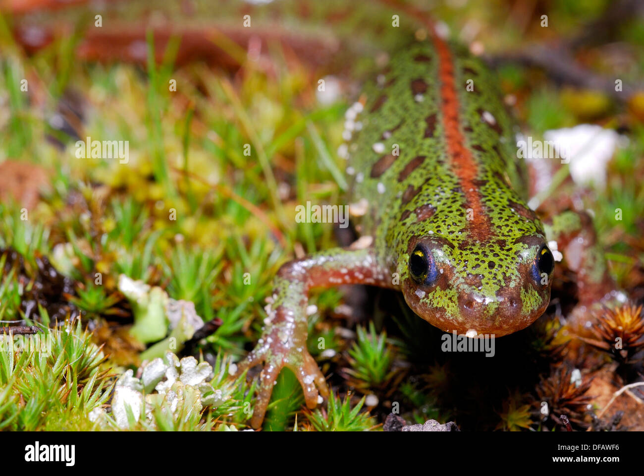 Triturus Pygmaeus High Resolution Stock Photography and Images - Alamy
