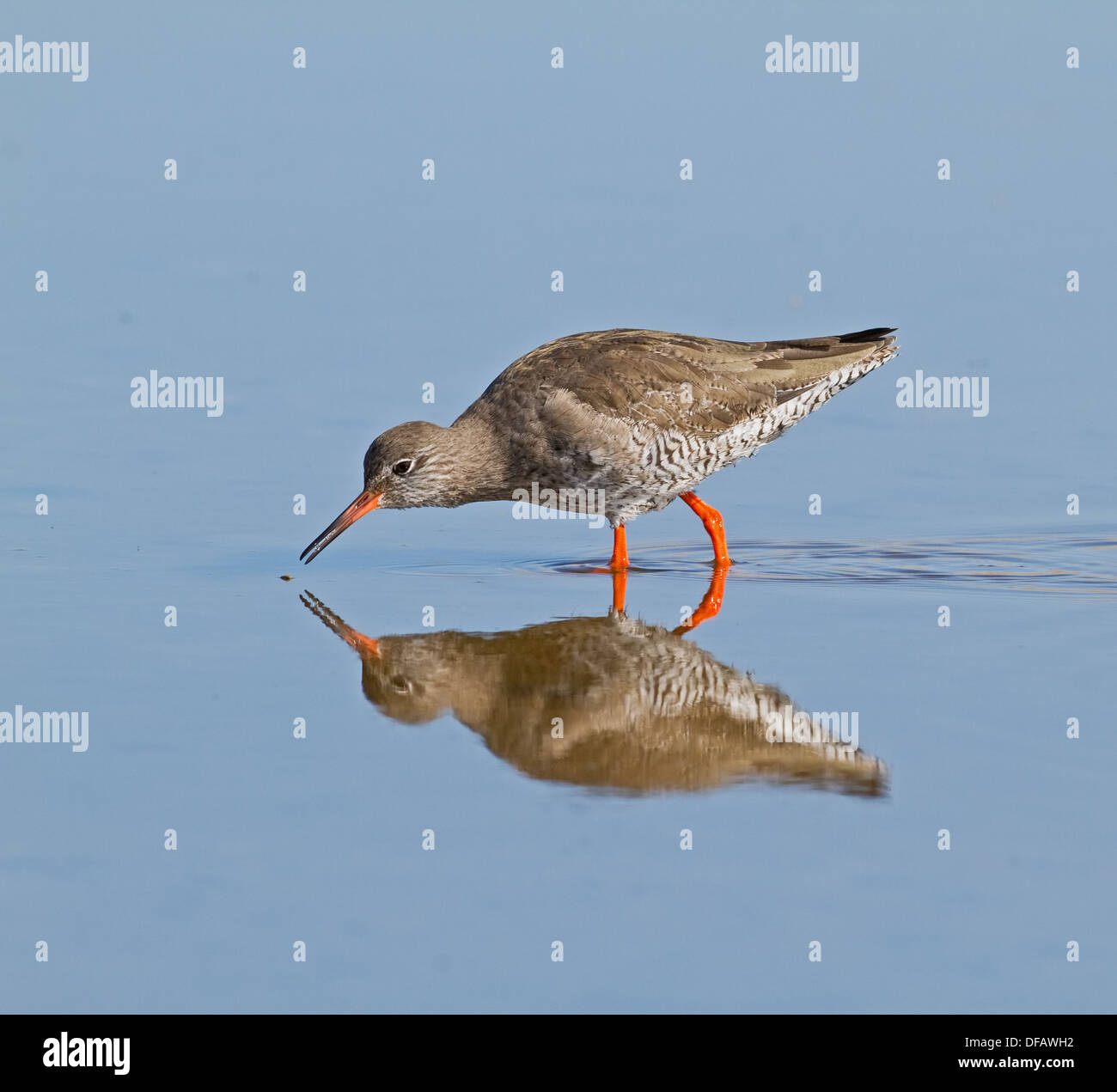 Common common redshank hi-res stock photography and images - Alamy