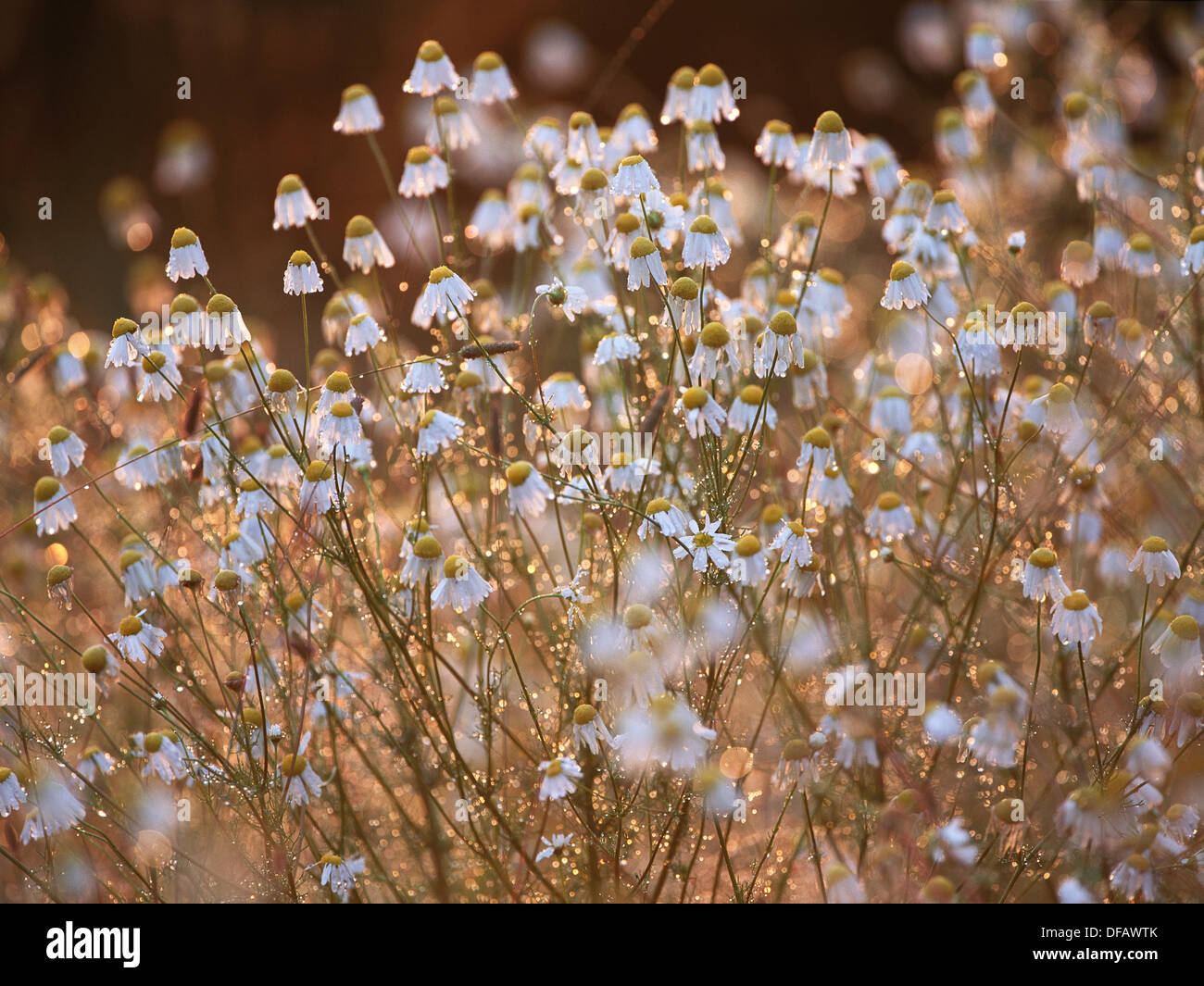 False Chamomile (Tripleurospermum maritimum Stock Photo - Alamy