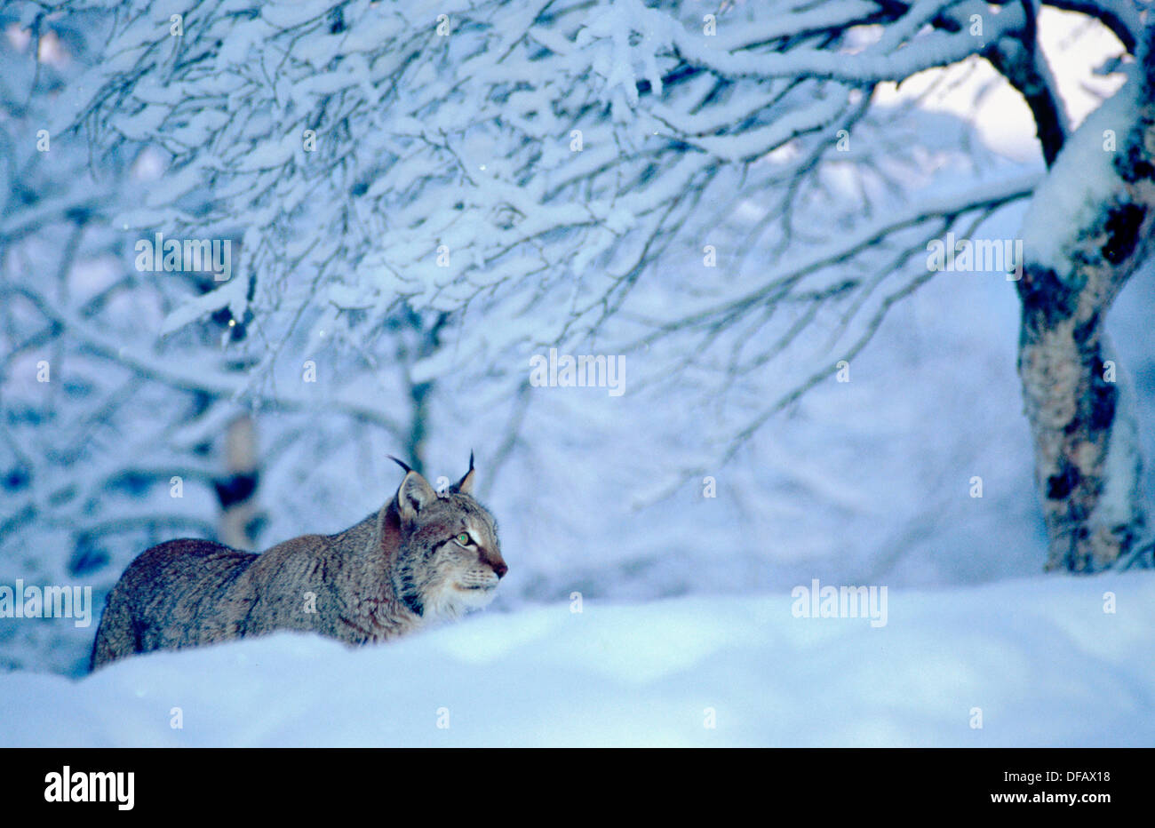 Lynx Linx High Resolution Stock Photography and Images - Alamy