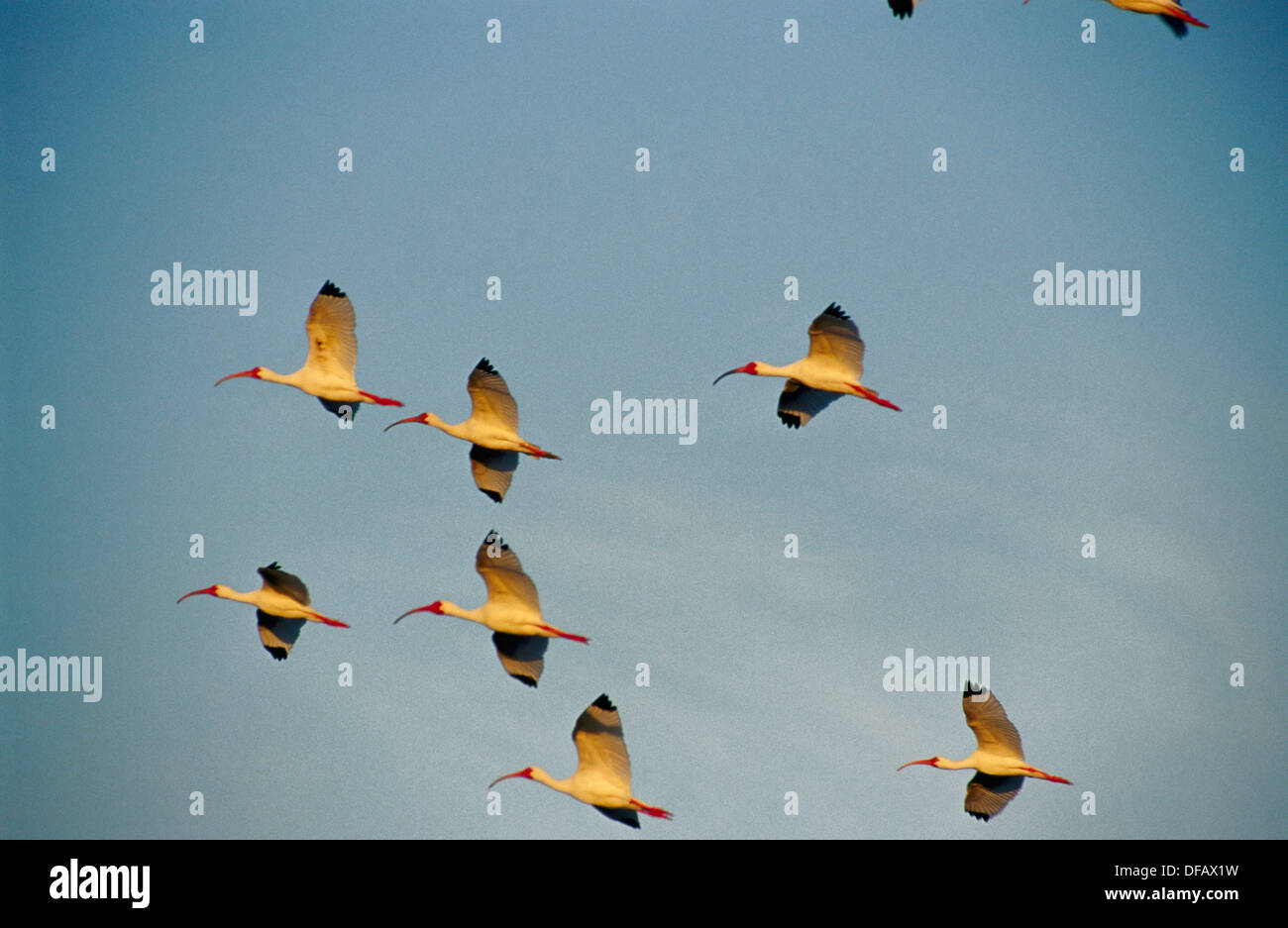 White ibis eudocimus albus flock flying hi-res stock photography and ...