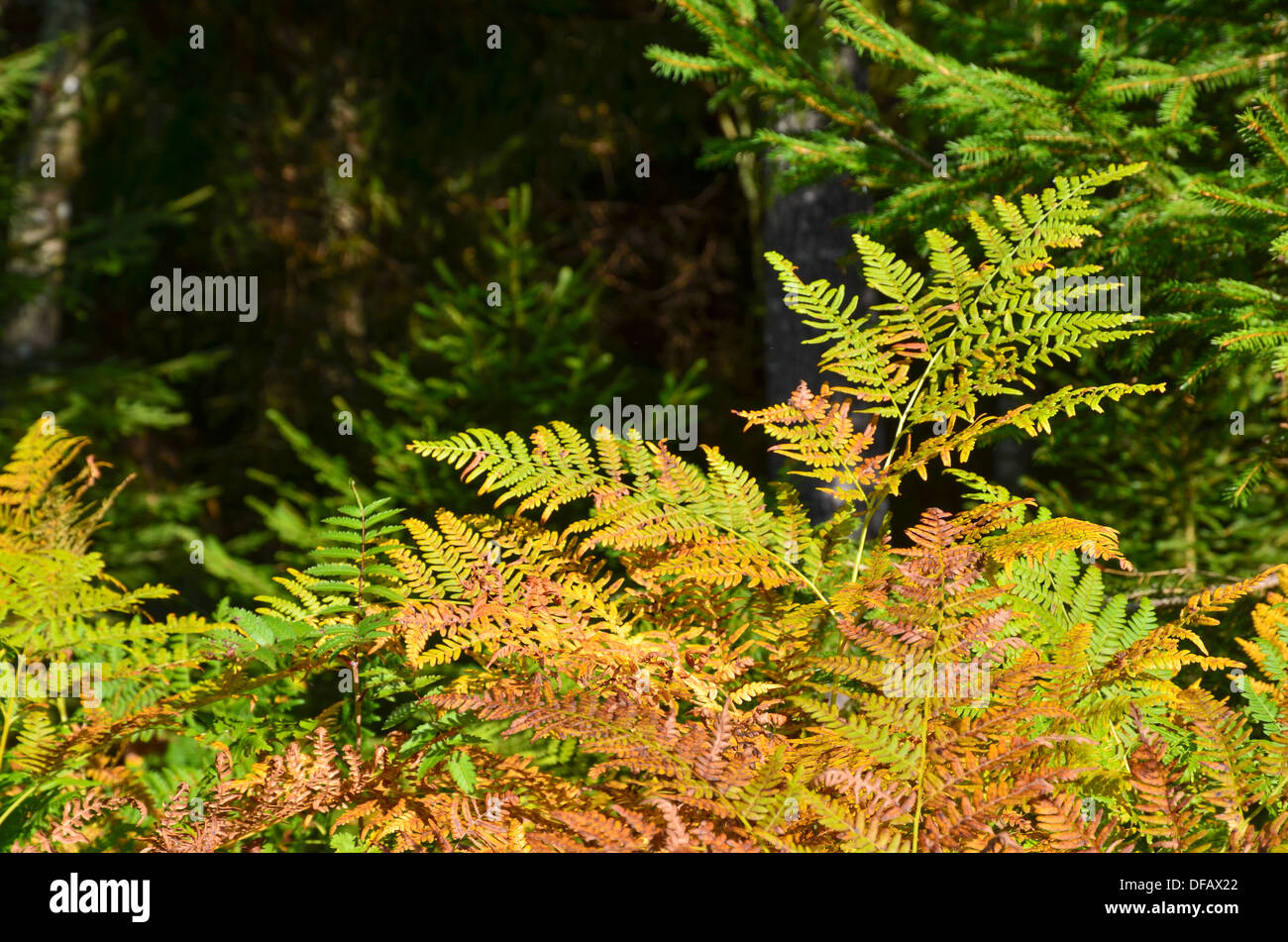 Shiny colorful fern at autumn in a swedish forest Stock Photo - Alamy